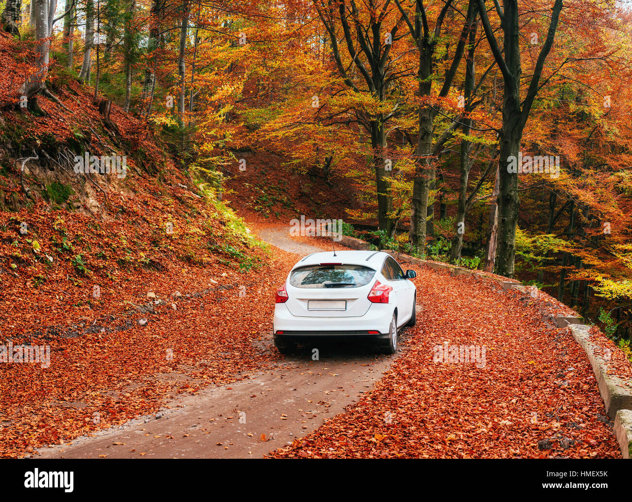 car on a forest path Stock Photo - Alamy