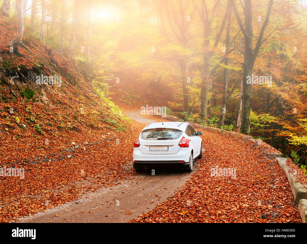 car on a forest path Stock Photo - Alamy