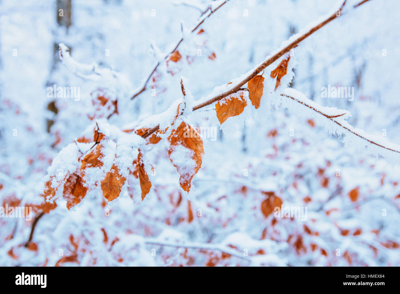 first snow on autumn leaves Stock Photo - Alamy