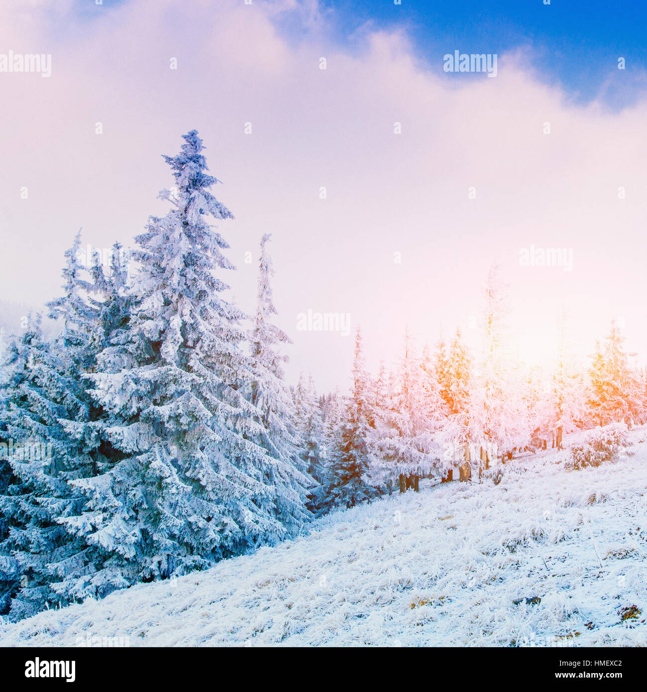 winter landscape trees in frost Stock Photo - Alamy