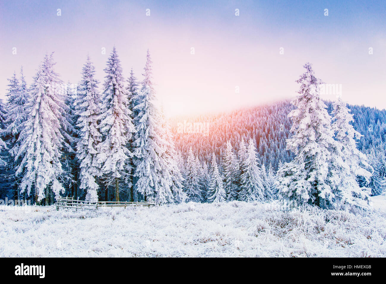 magical winter snow covered tree Stock Photo - Alamy