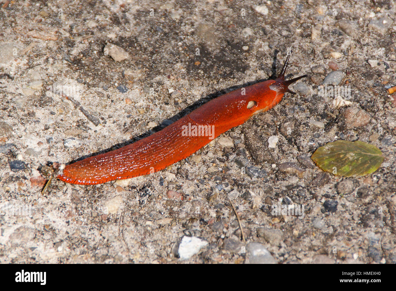 Red Slug, Arion rufus, stretched out going along on the ground Stock ...