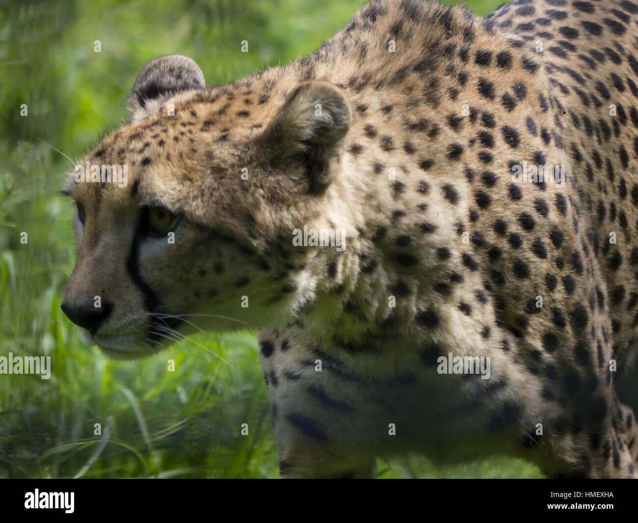 Cheetah walking through grass hi-res stock photography and images - Alamy