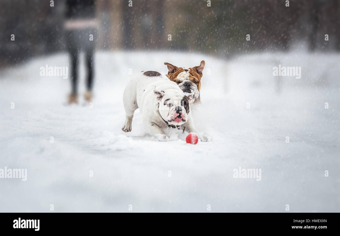 Bulldog playing fetch hi-res stock photography and images - Alamy