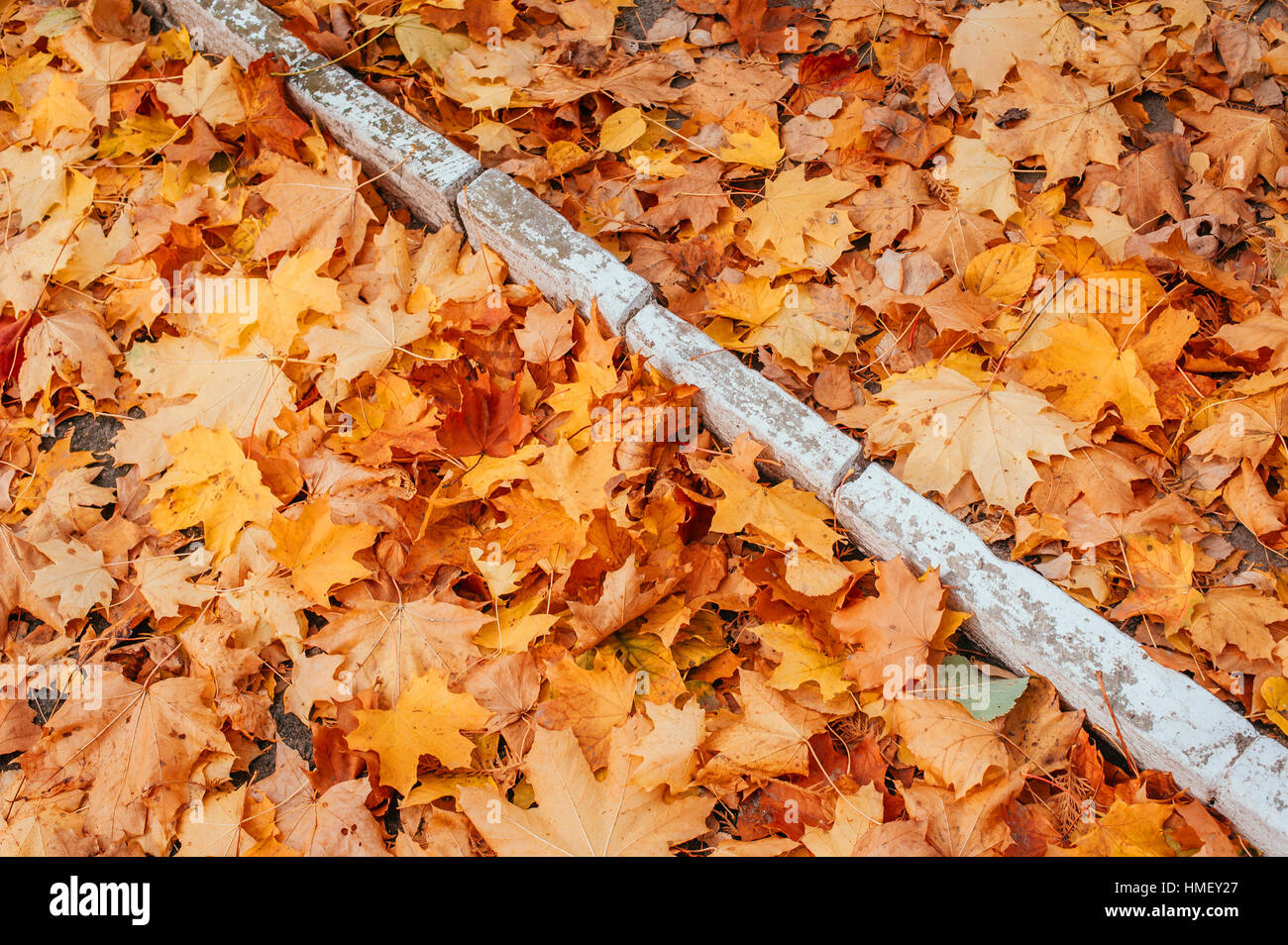 colorful autumn leaves Stock Photo - Alamy