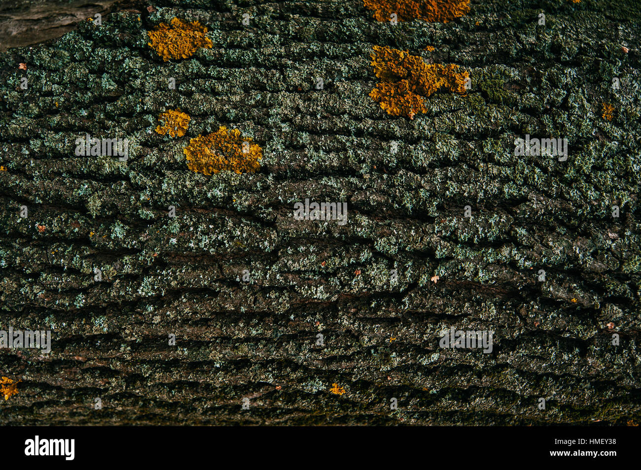 Wooden texture of an old tree Stock Photo - Alamy