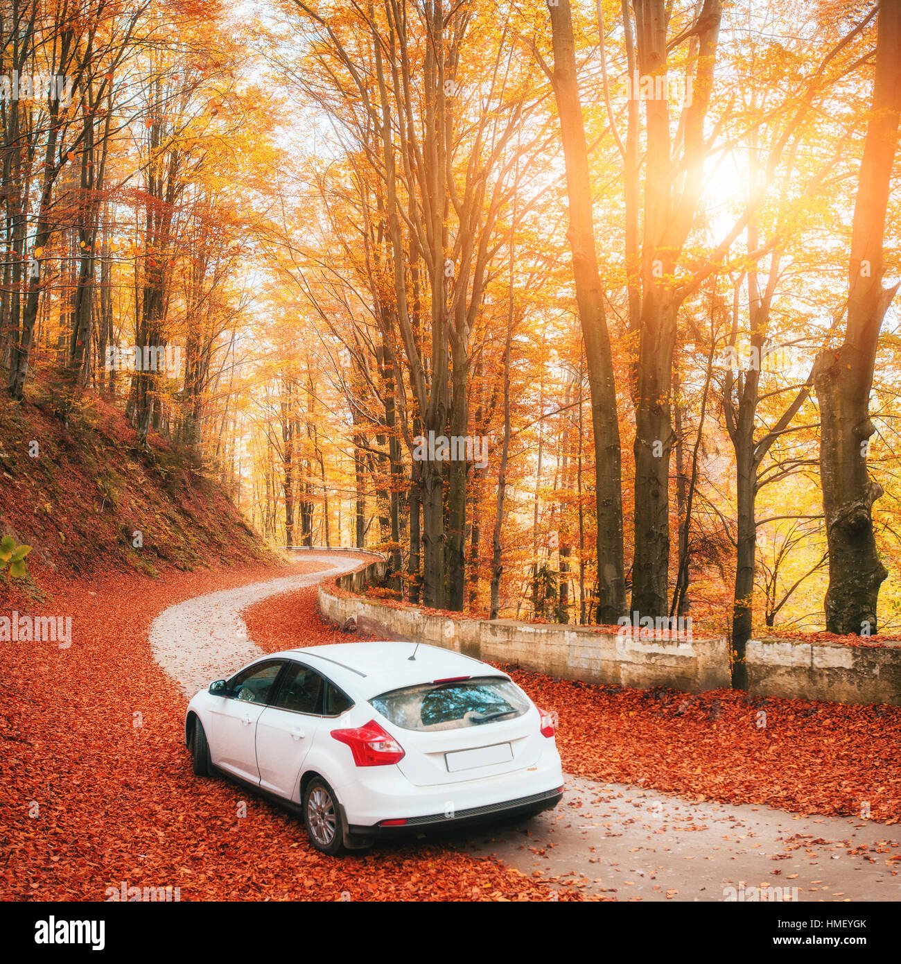 car on a forest path Stock Photo - Alamy
