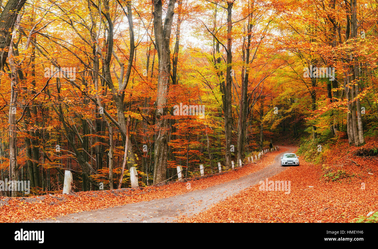 car on a forest path Stock Photo - Alamy