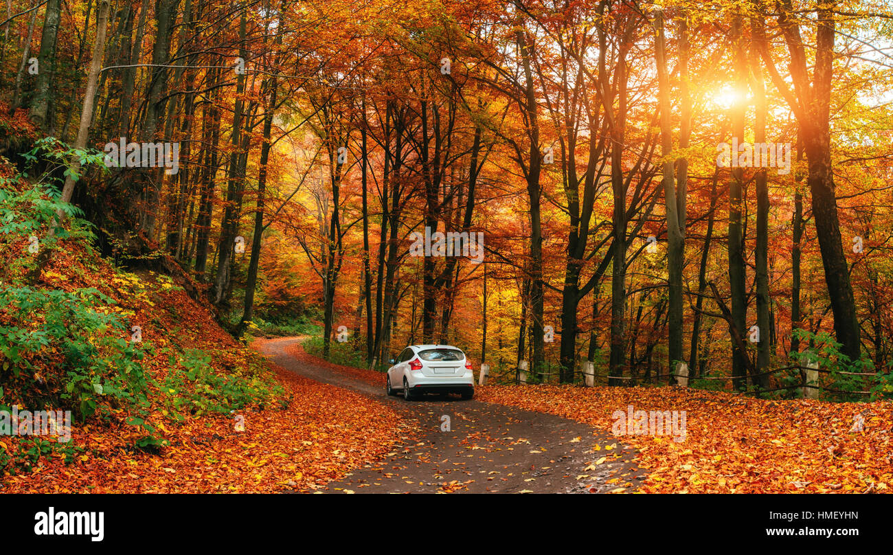 car on a forest path Stock Photo - Alamy