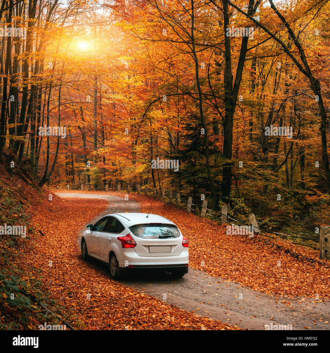 car on a forest path Stock Photo - Alamy