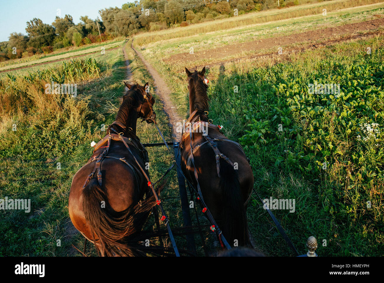 pair of draught horses Stock Photo - Alamy