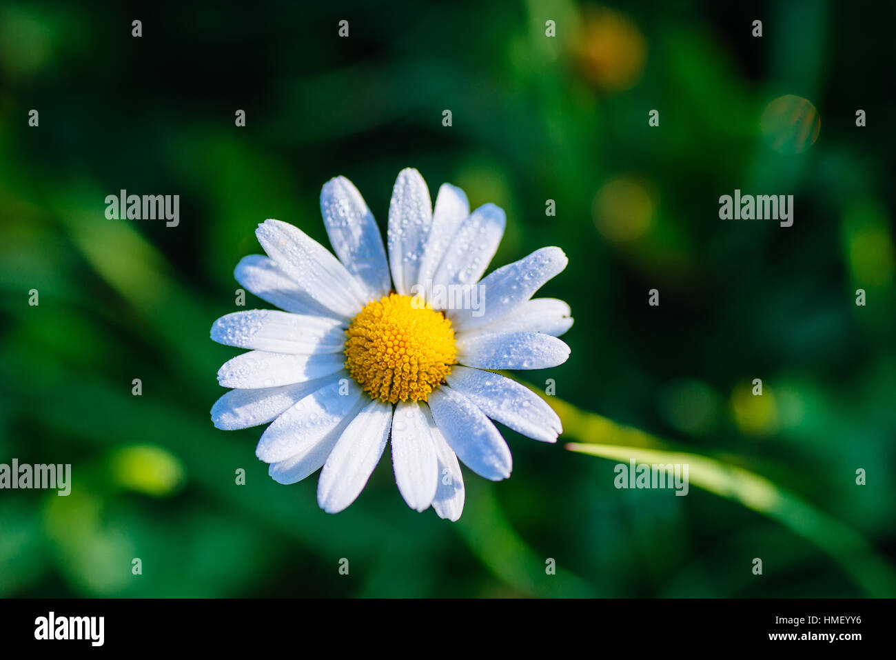 White daisy back lit hi-res stock photography and images - Alamy