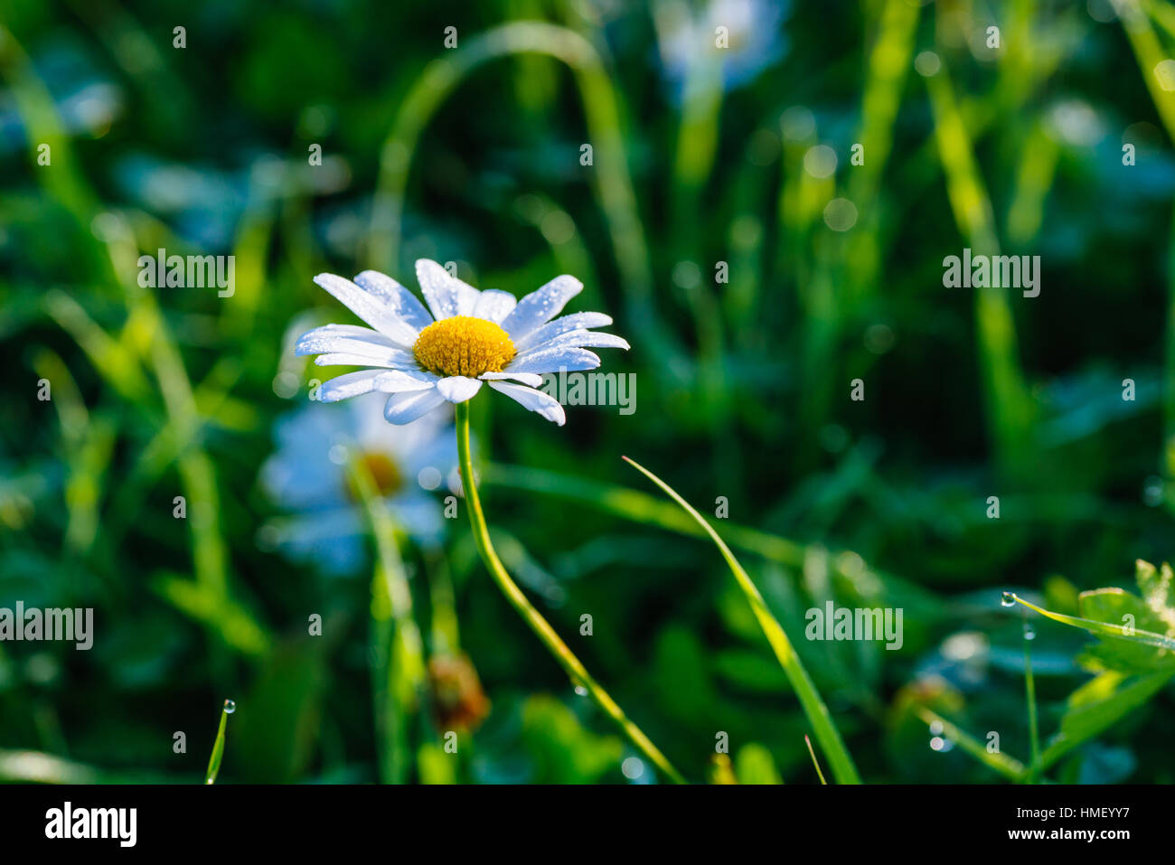 white daisy on the grass Stock Photo - Alamy