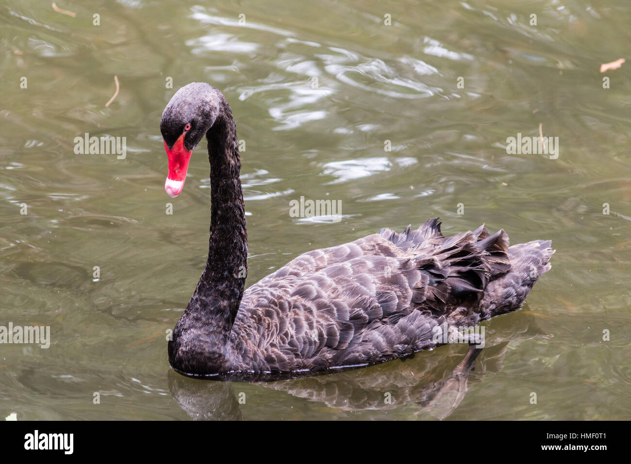 Swan motif hi-res stock photography and images - Alamy