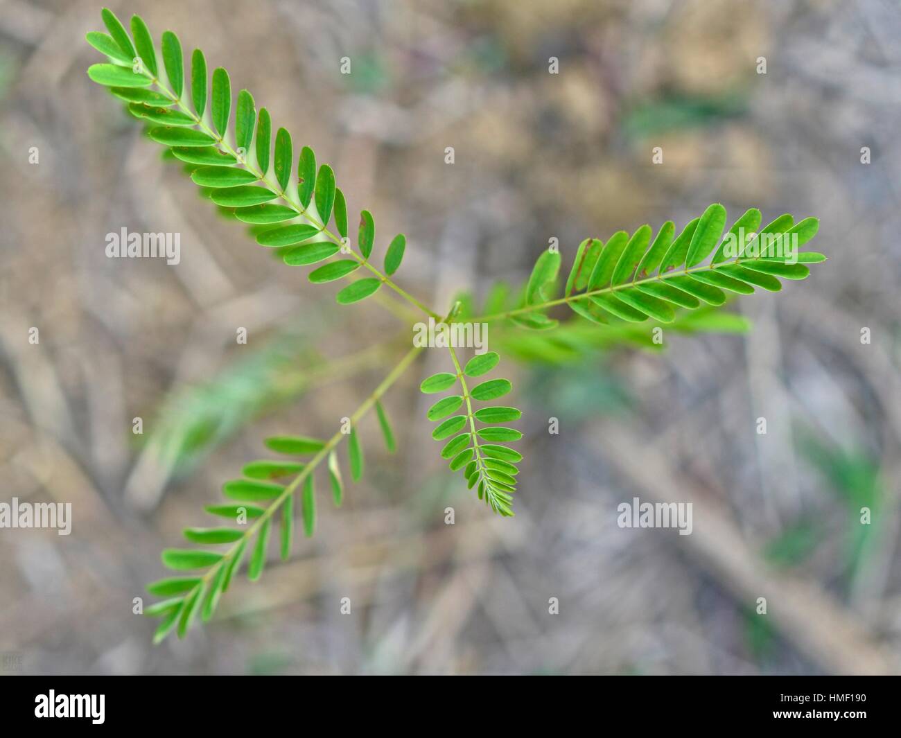 Small growing tree Stock Photo - Alamy
