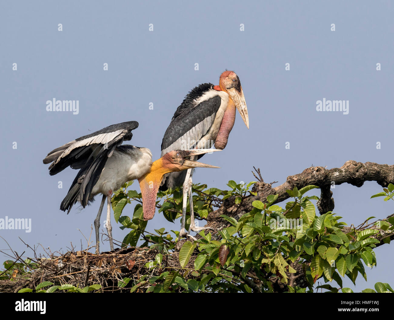 Greater adjutant india hi-res stock photography and images - Alamy