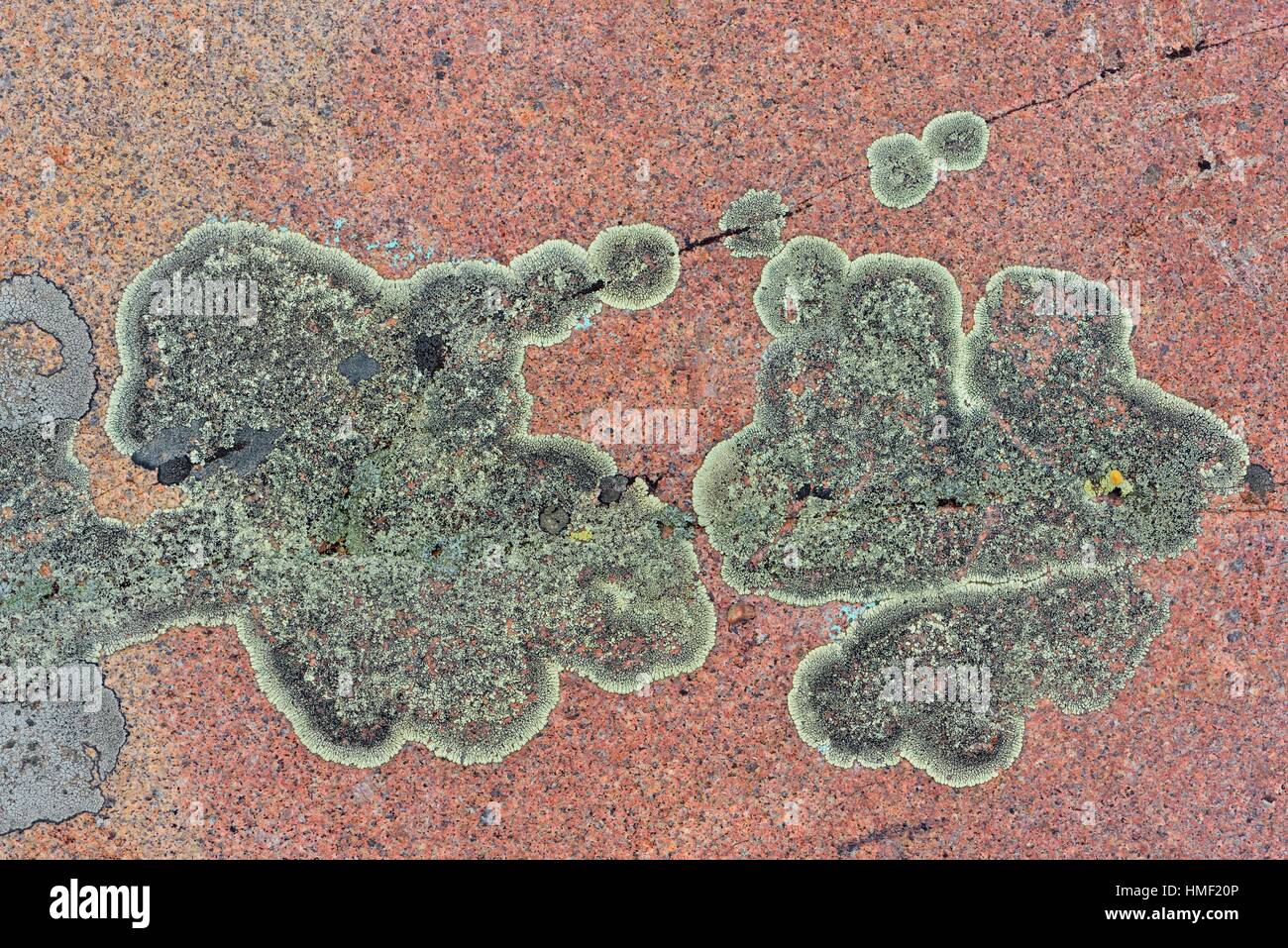 Lichen colonies hi-res stock photography and images - Alamy