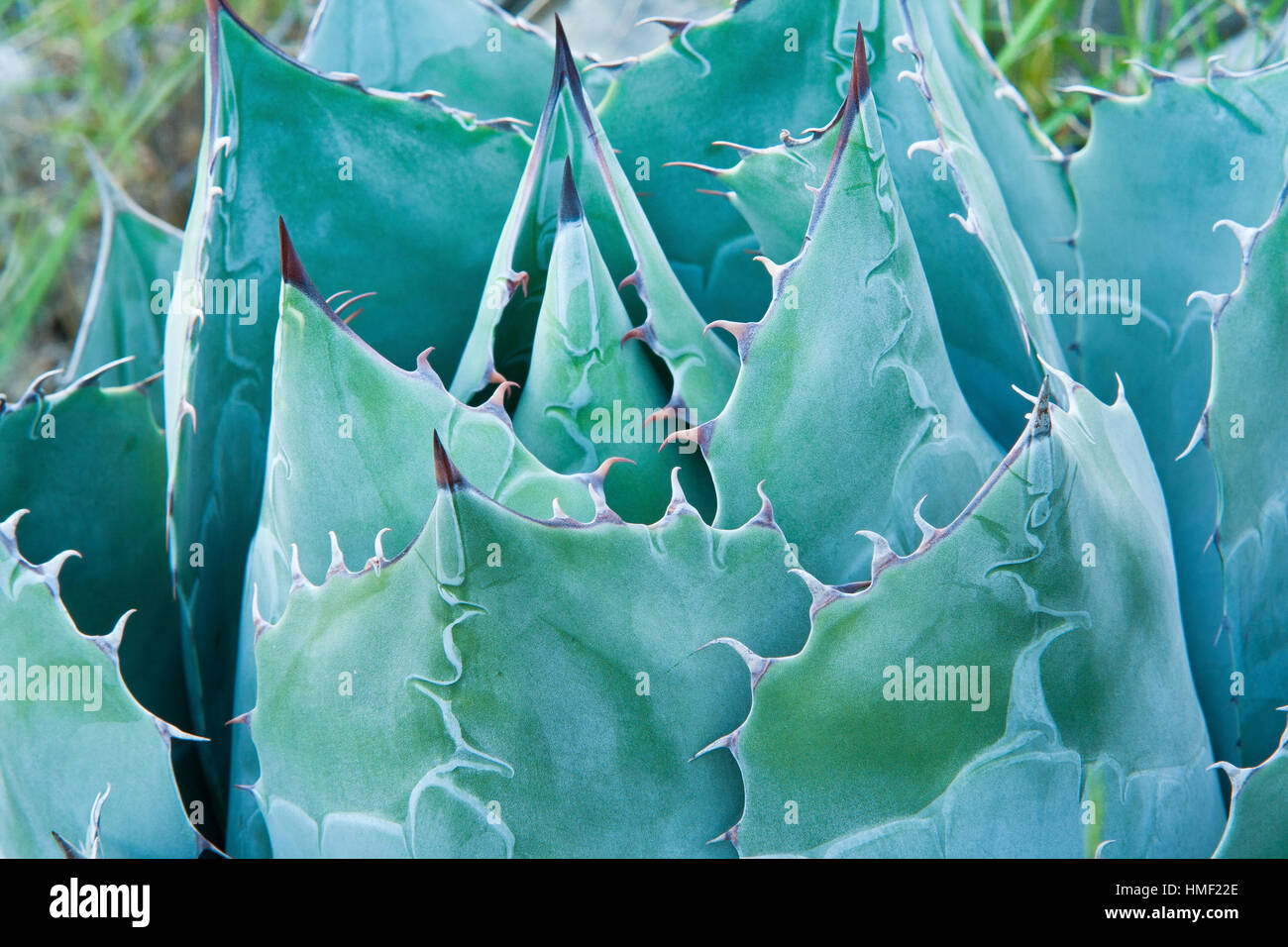 Agave parrasana hi-res stock photography and images - Alamy