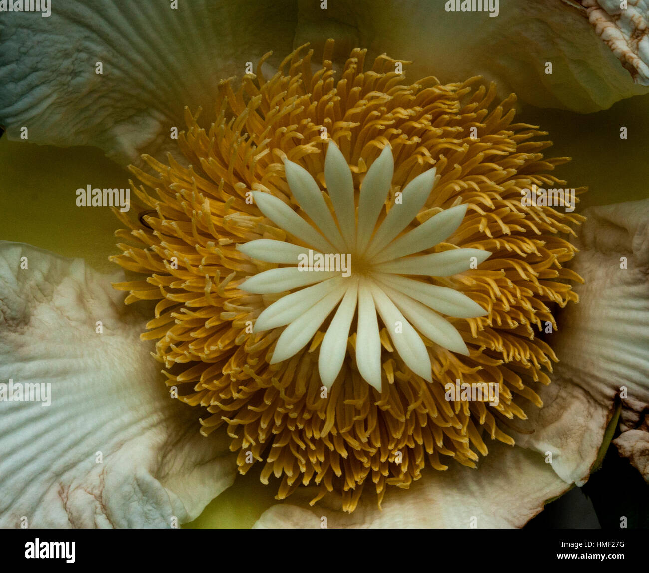 Wild flower of assam hi-res stock photography and images - Alamy