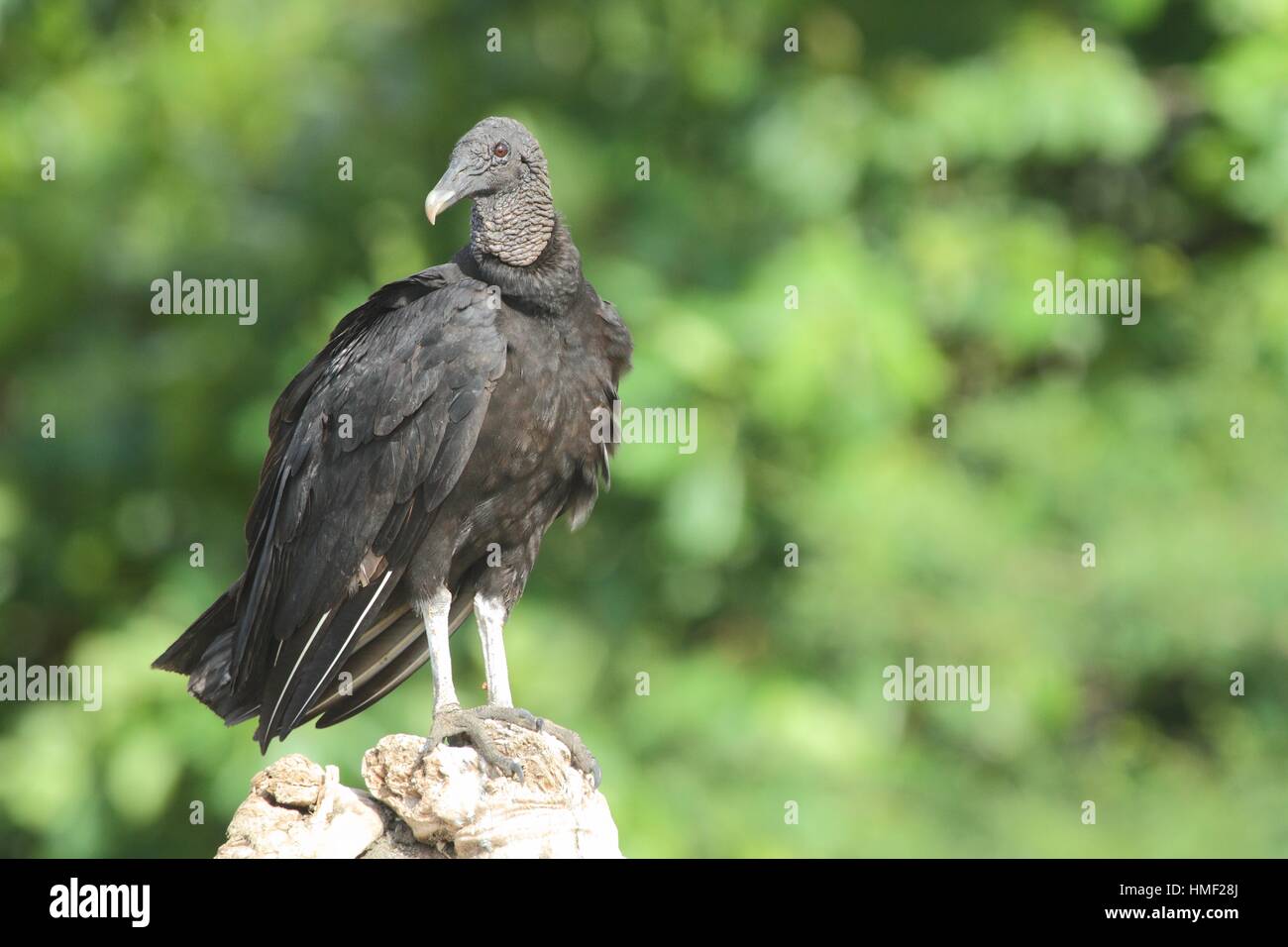 El zopilote hi-res stock photography and images - Alamy