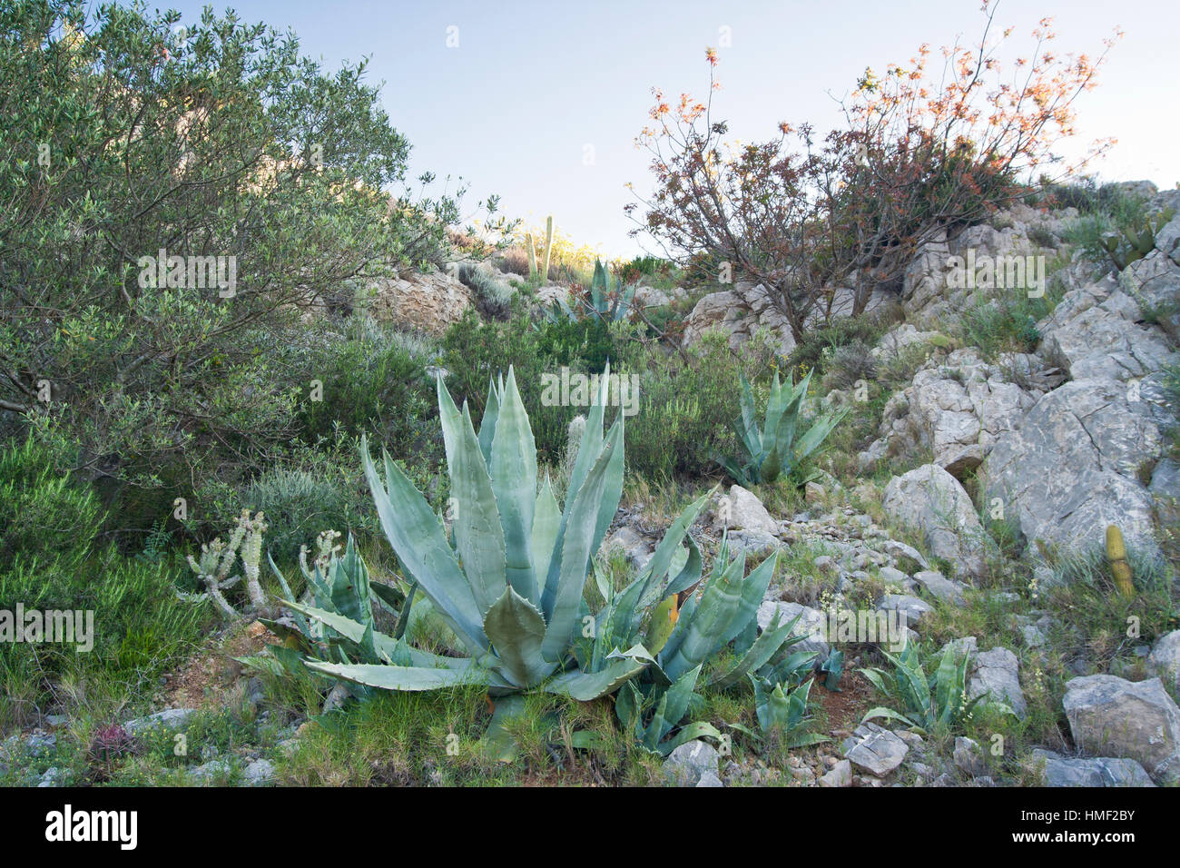 Garrigue vegetation hi-res stock photography and images - Alamy