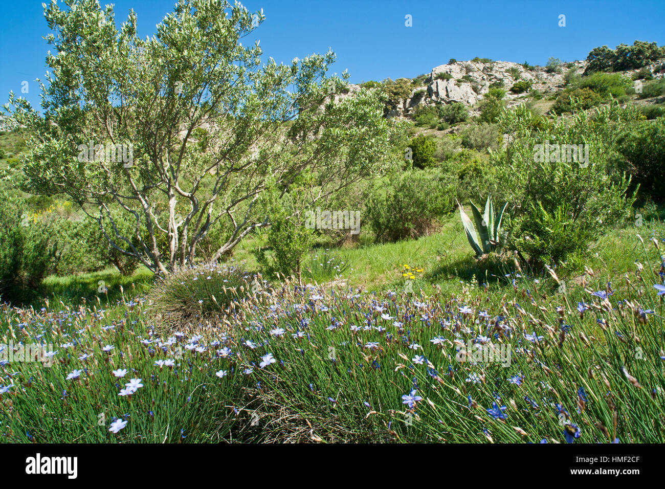 Garrigue Vegetation High Resolution Stock Photography and Images - Alamy