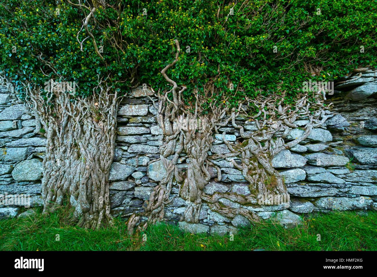Ballycarbery Castle, Caherciveen, Ring of Kerry, County Kerry, Ireland ...