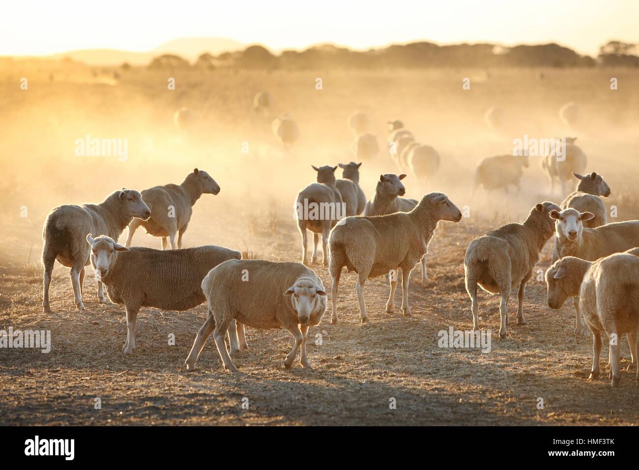 Farm animal australia hi-res stock photography and images - Alamy