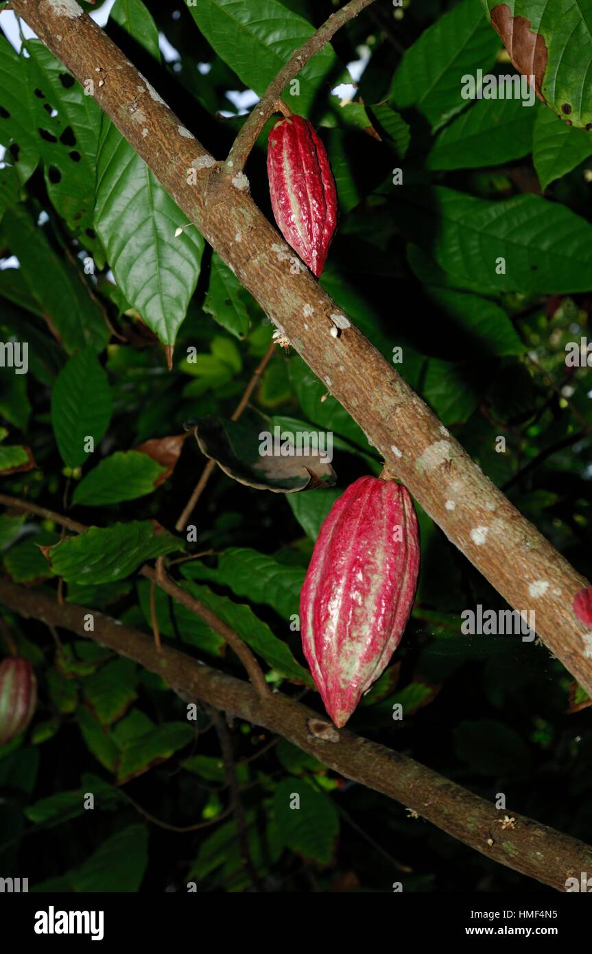 Cacao fruit (Theobroma cacao), Tree el Yunque, Guantanamo Province ...