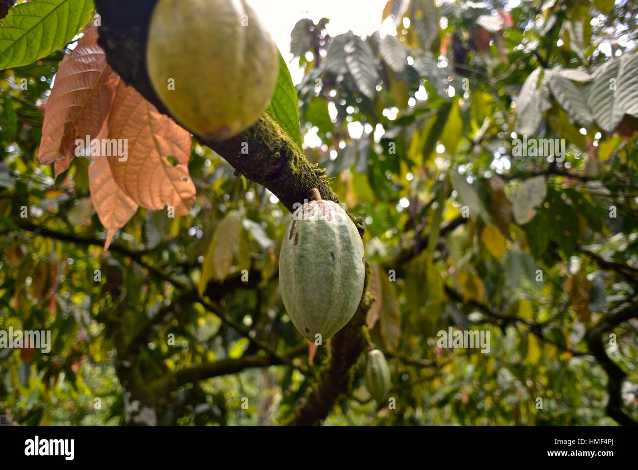 Cocoa plantation south america hi-res stock photography and images - Alamy