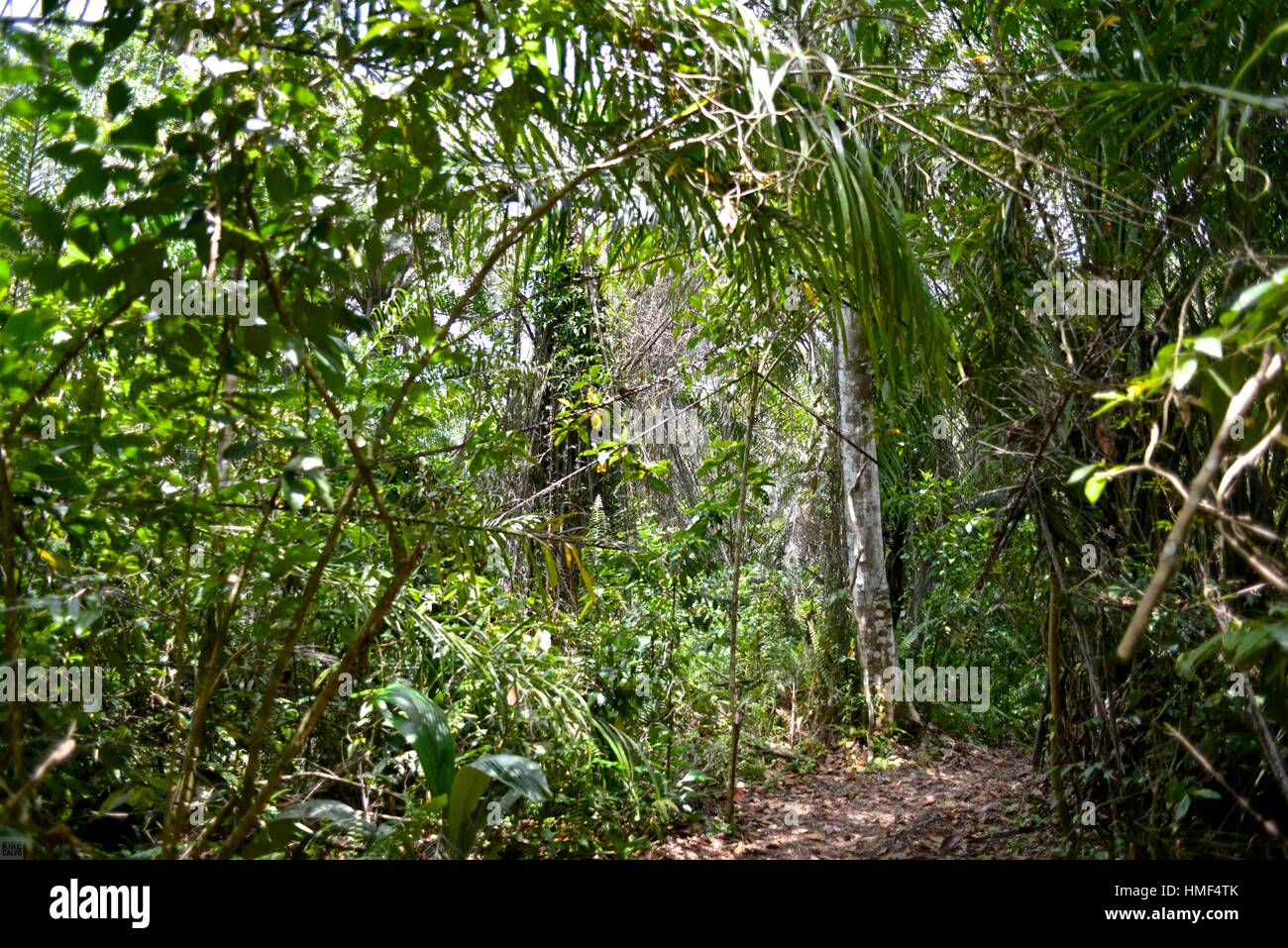 Dense vegetation around a cocoa plantation in Brazil Stock Photo - Alamy