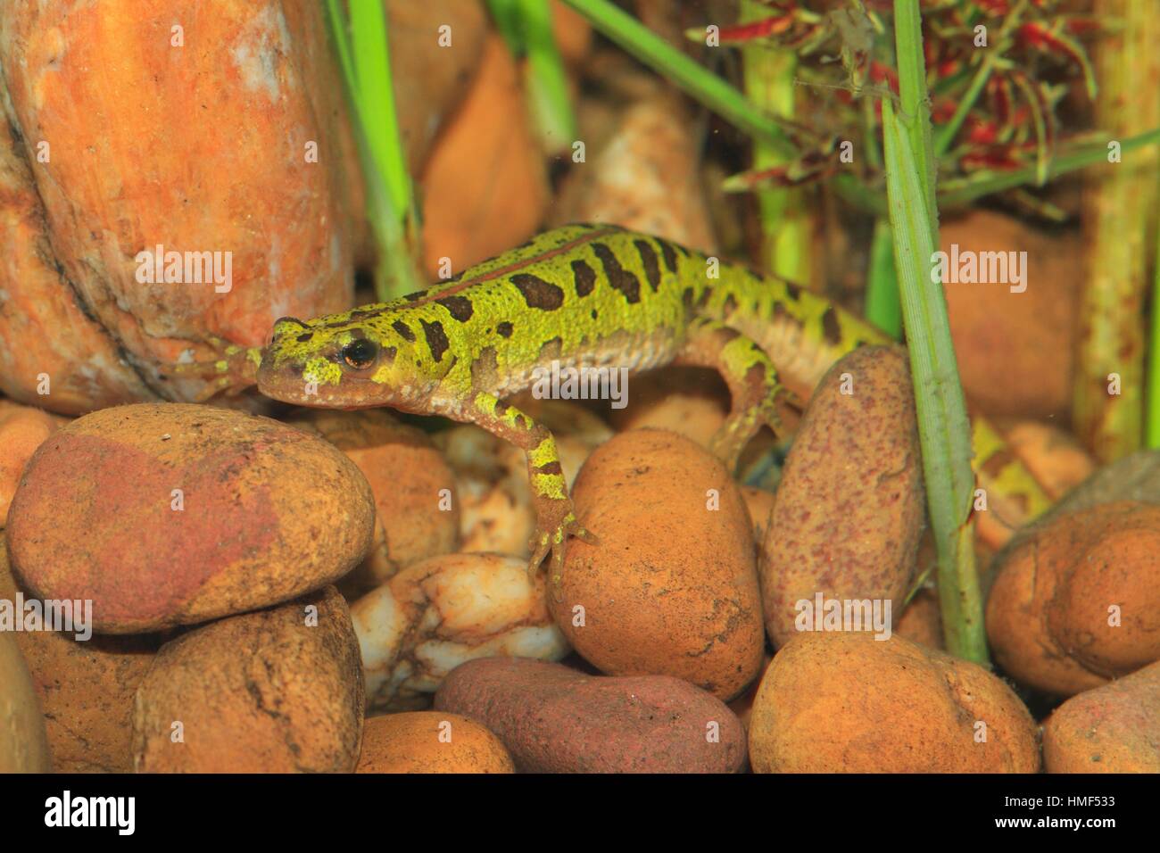 Triturus Pygmaeus High Resolution Stock Photography and Images - Alamy