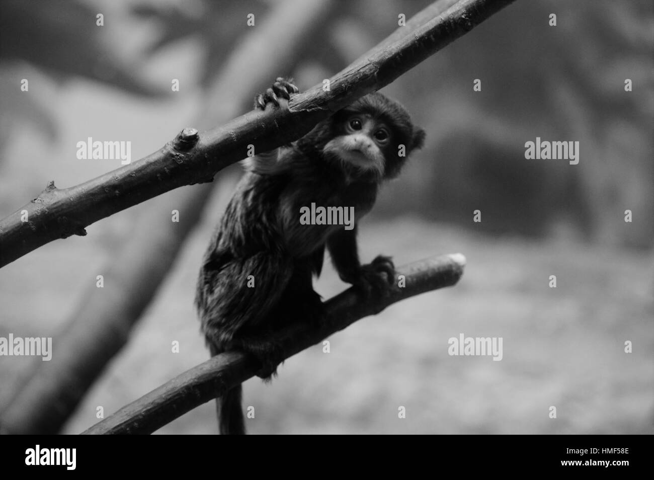 Face of emperor Black and White Stock Photos & Images - Alamy