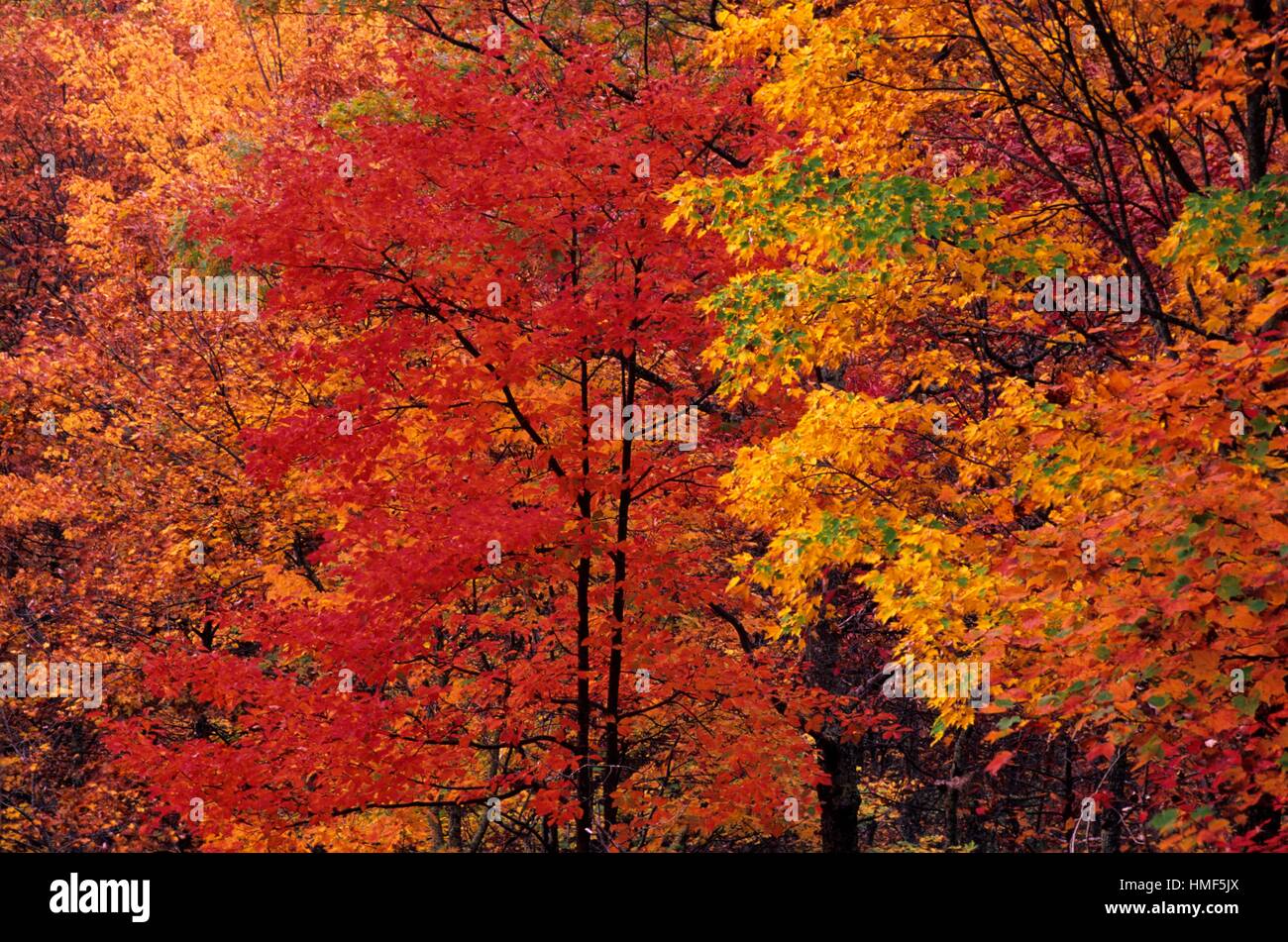 Maple leaf great smoky mountains national park hi-res stock photography ...