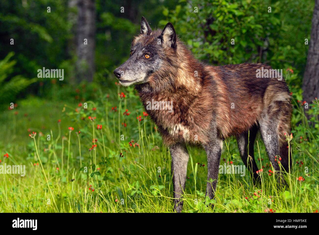 Melanistic Wolf