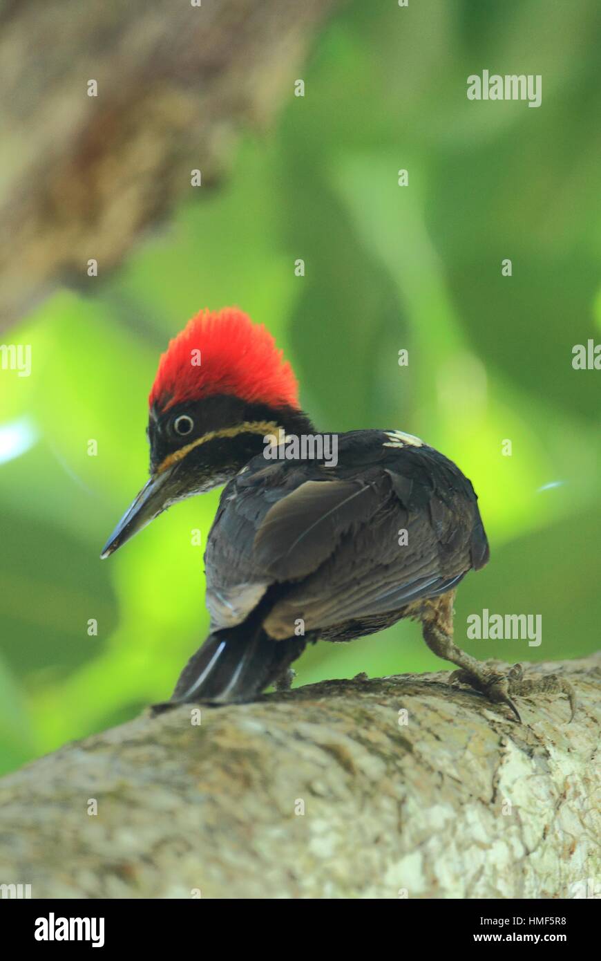 Carpintero Lineado (Dryocopus lineatus) en la Peninsula de Nicoya ...