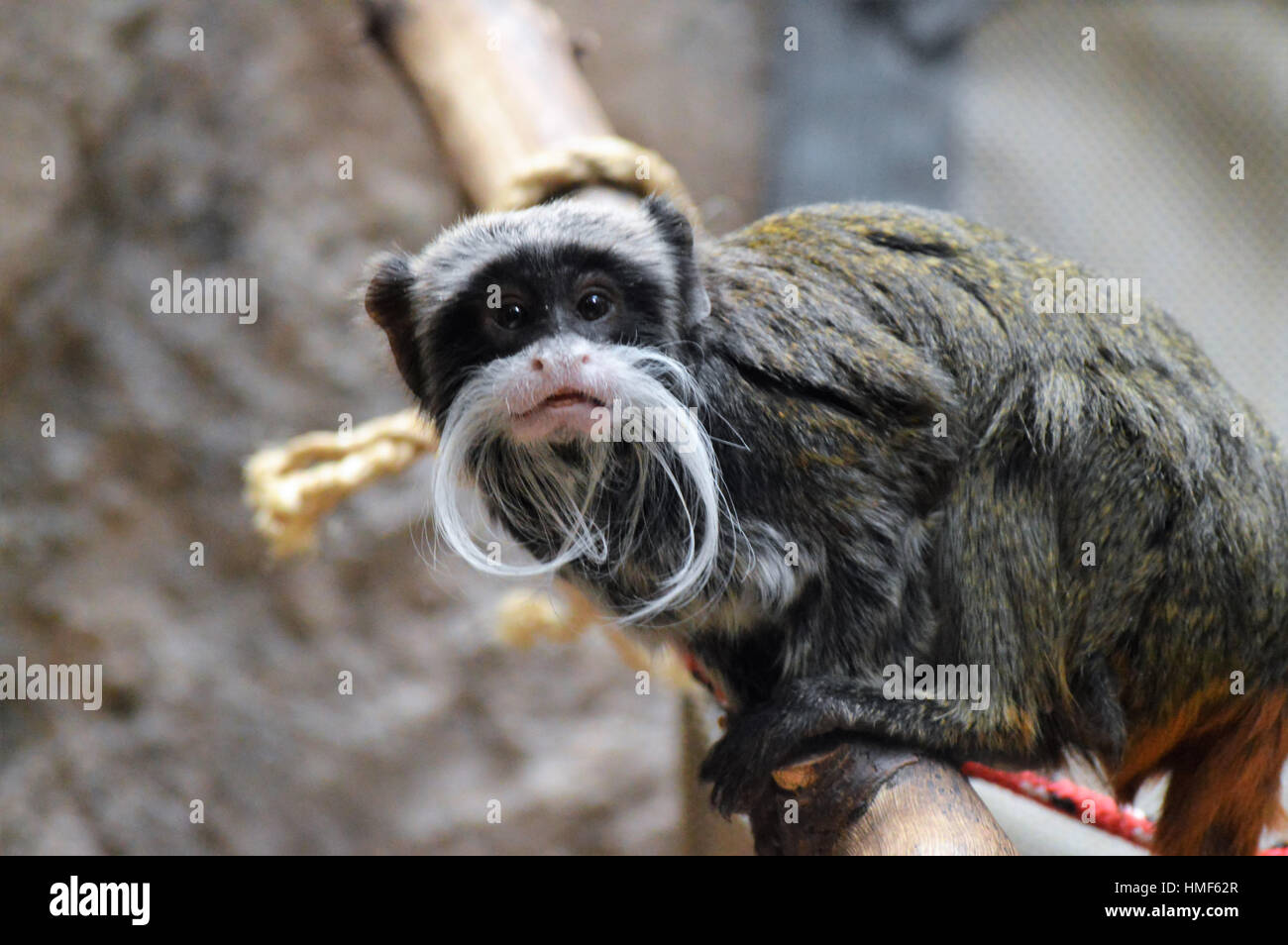 Mustache Monkey From Rio 2