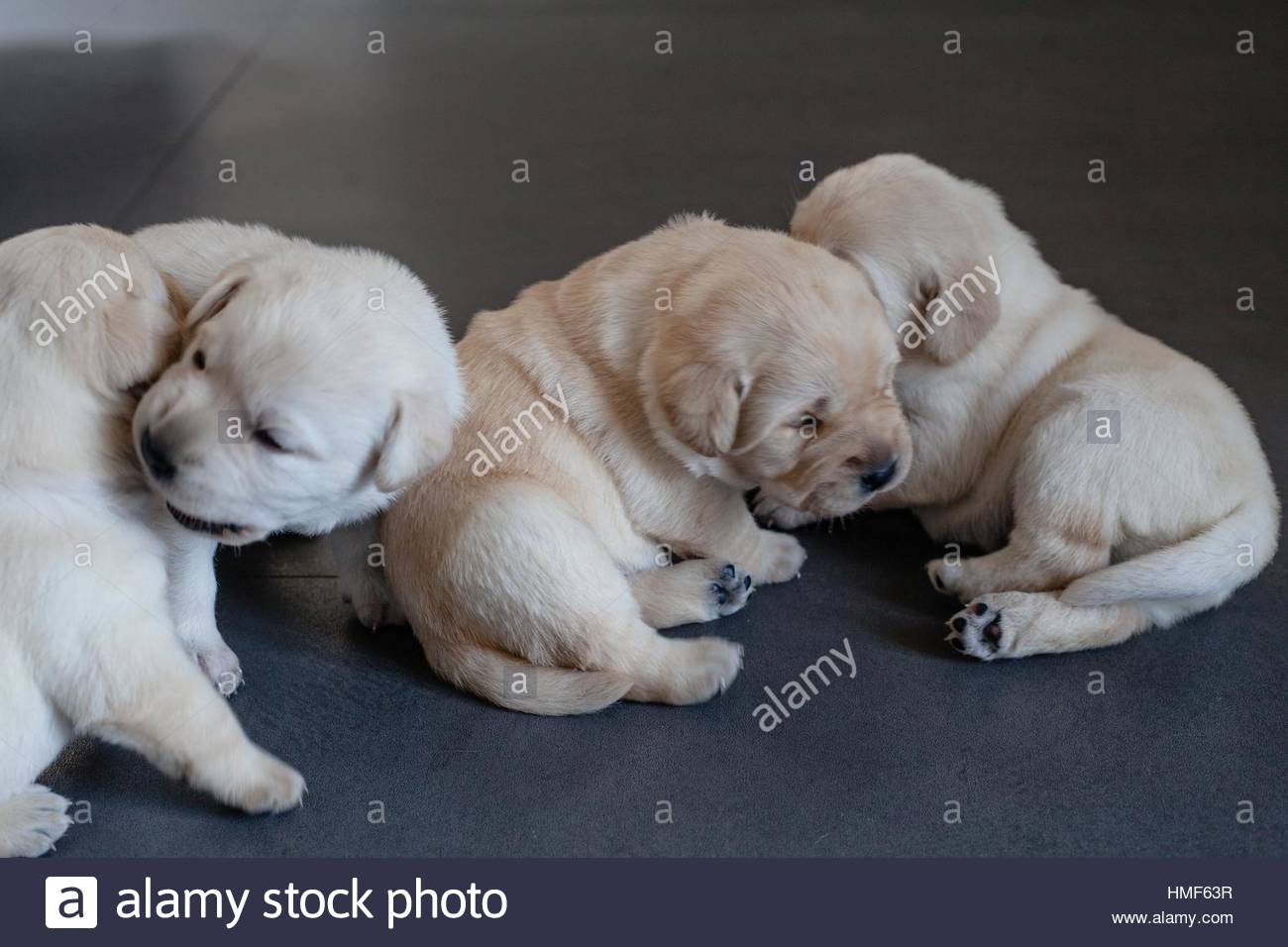 Labrador Retriever Group Stock Photos & Labrador Retriever Group Stock ...
