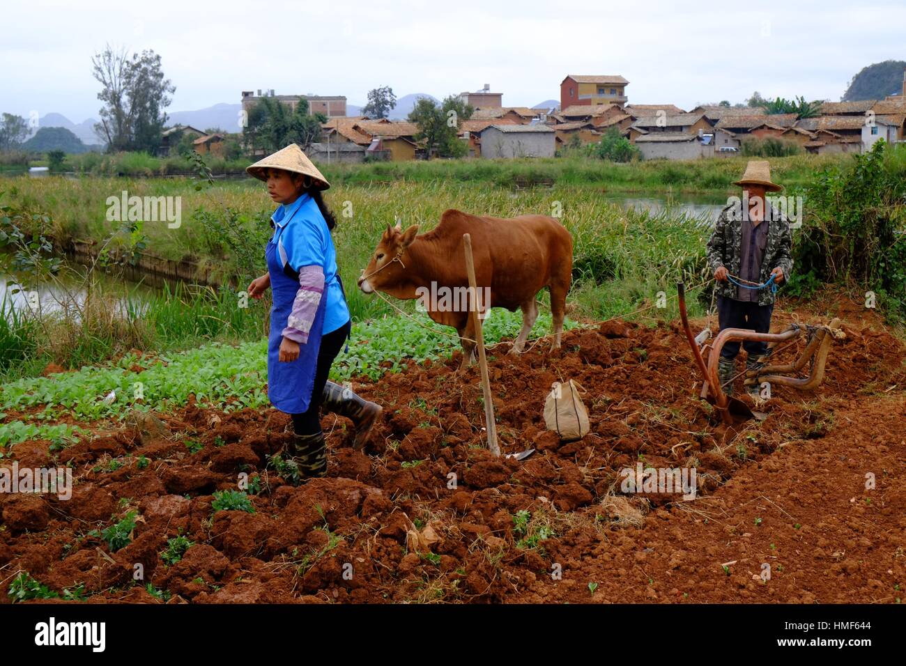 Farmer plowing with water buffalo, puzhehai, Yunnan province, China ...