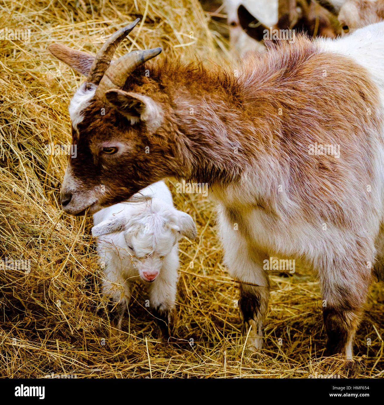 A pygmy goat kid just six hours old takes a first look at the world ...
