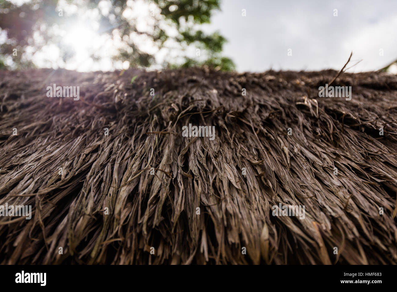 close up natural thatche roof outdoors Stock Photo - Alamy