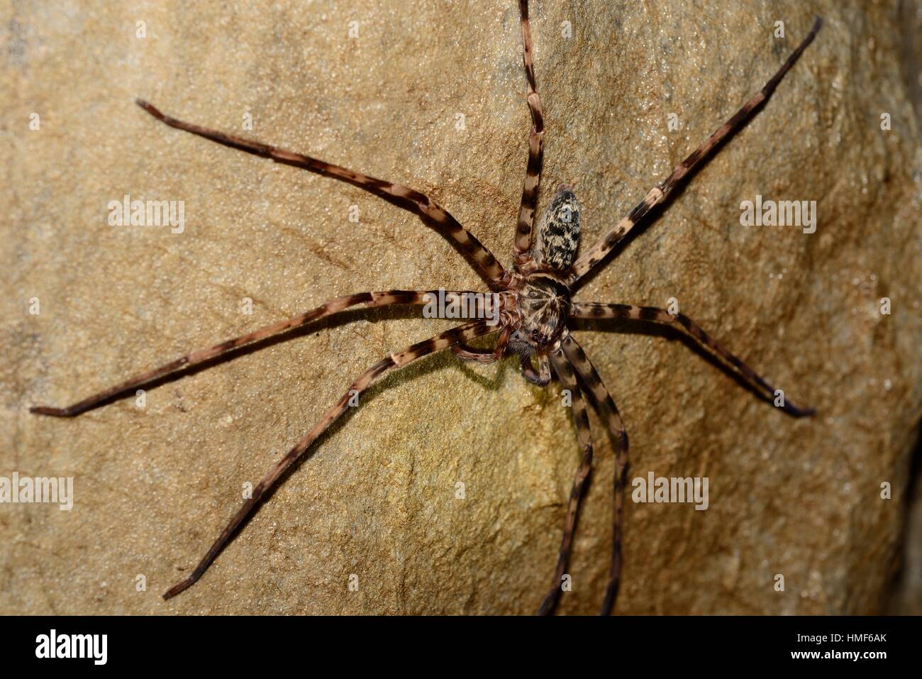 Arachnidae Stock Photos & Arachnidae Stock Images - Alamy