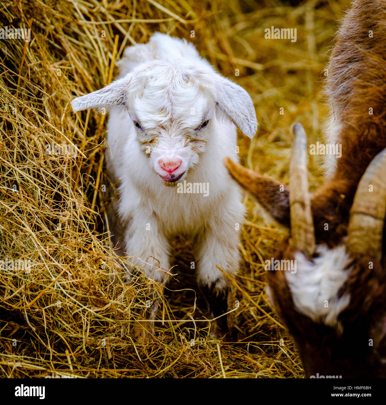 A pygmy goat kid just six hours old takes a first look at the world ...
