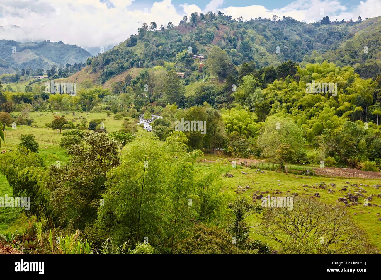 Guadua hi-res stock photography and images - Alamy