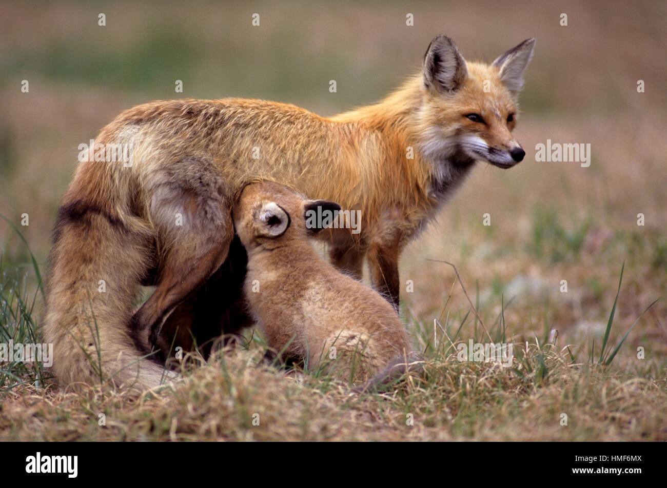 Vulpes vulpes nursing hi-res stock photography and images - Alamy