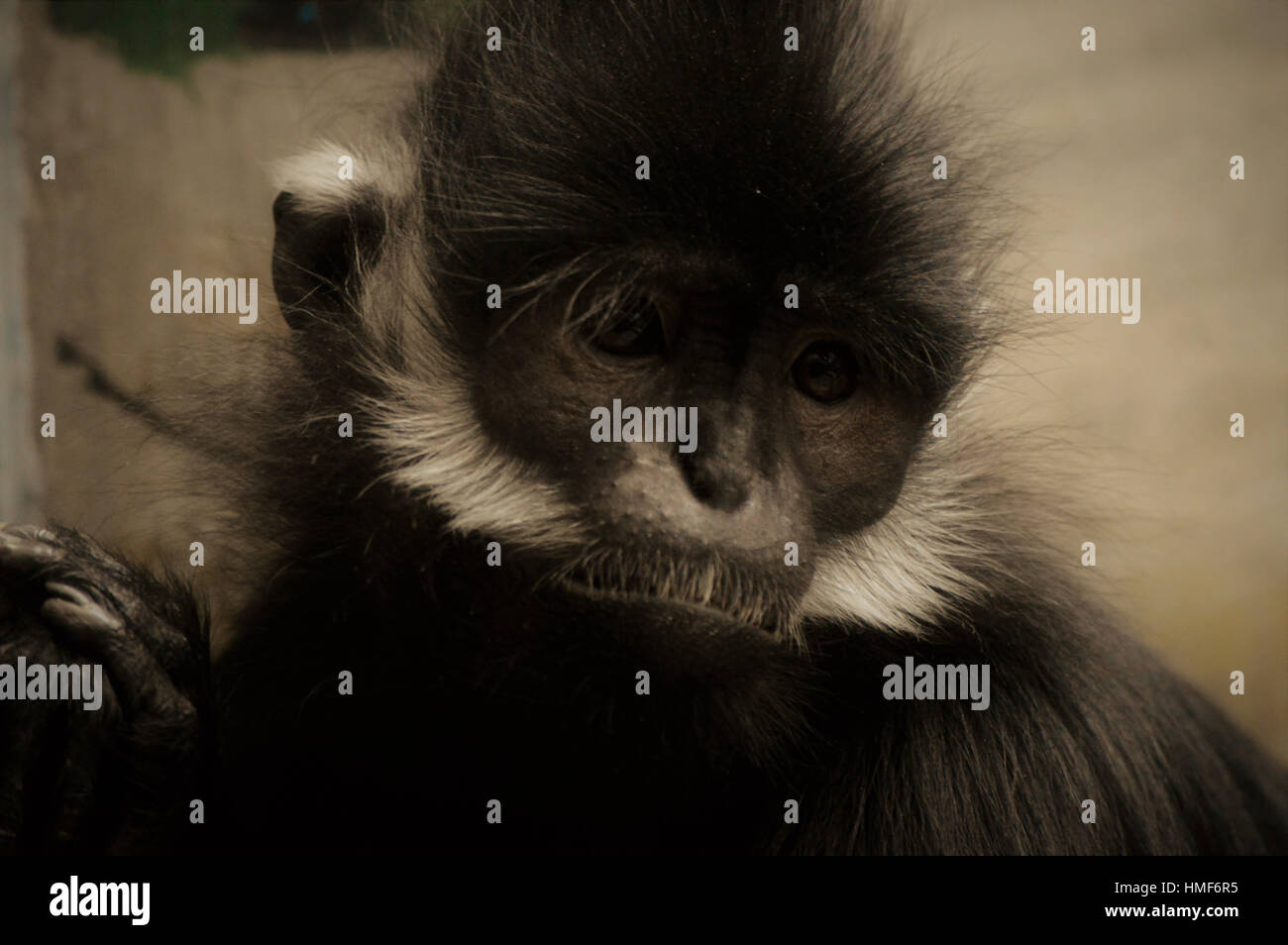 Francois Langur Monkey Stock Photo - Alamy