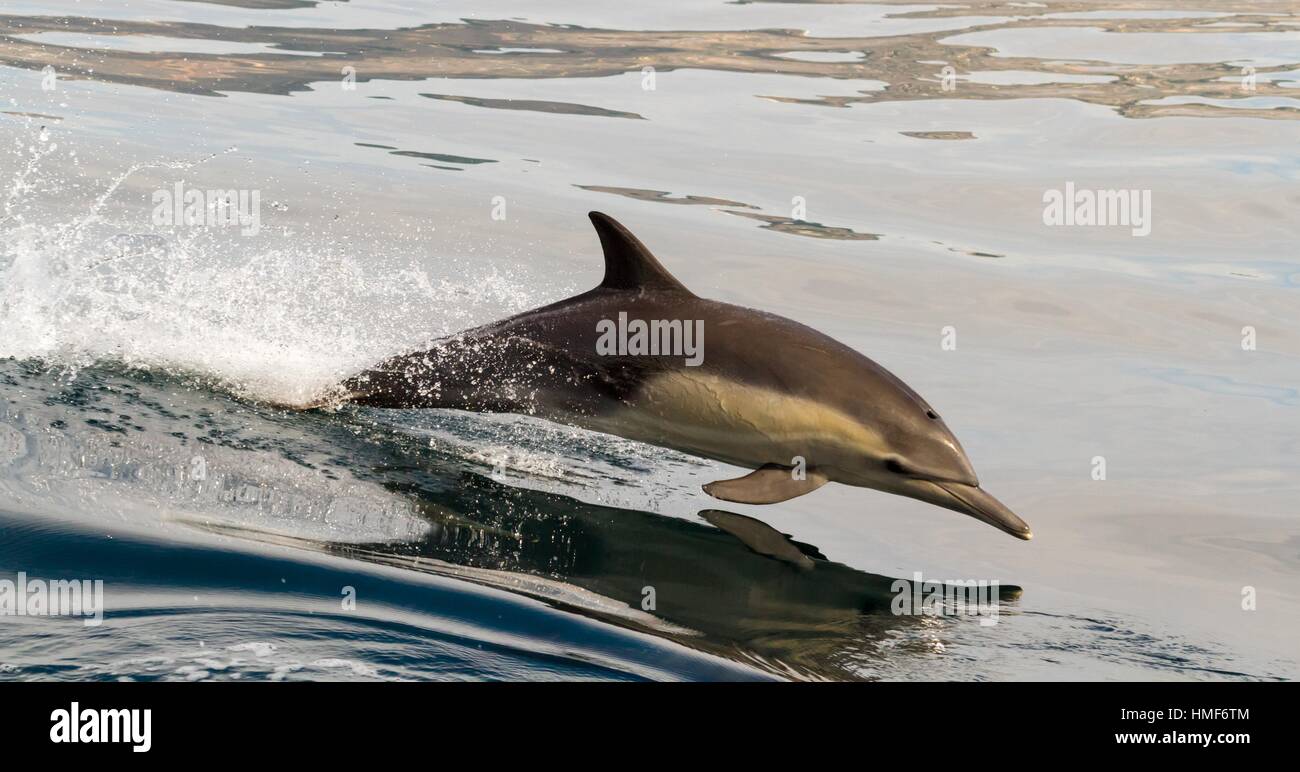 Dolphin porpoising hi-res stock photography and images - Alamy