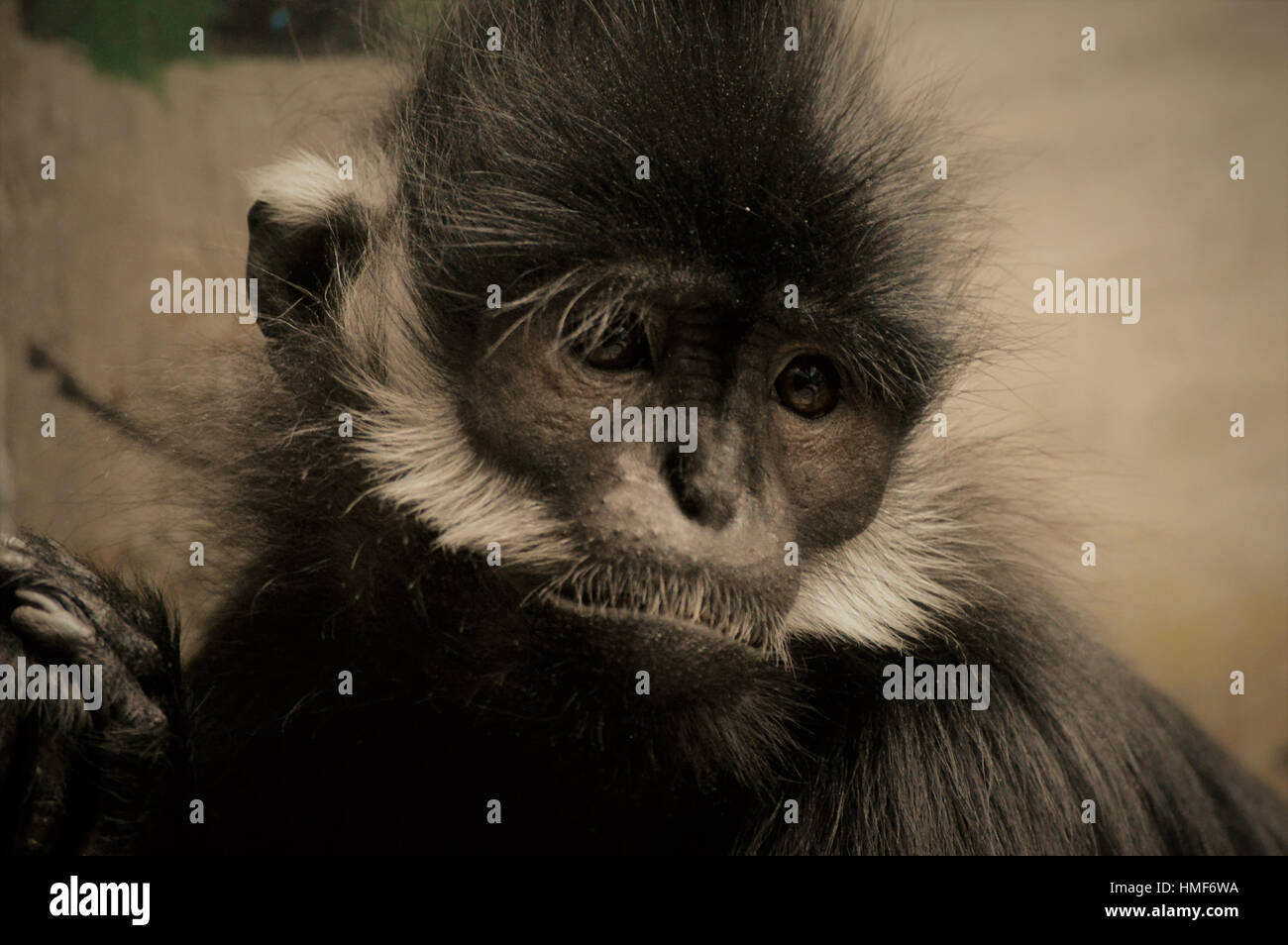 Francois Langur Monkey Stock Photo - Alamy