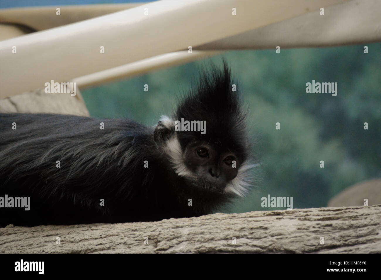 Francois Langur Monkey Stock Photo - Alamy