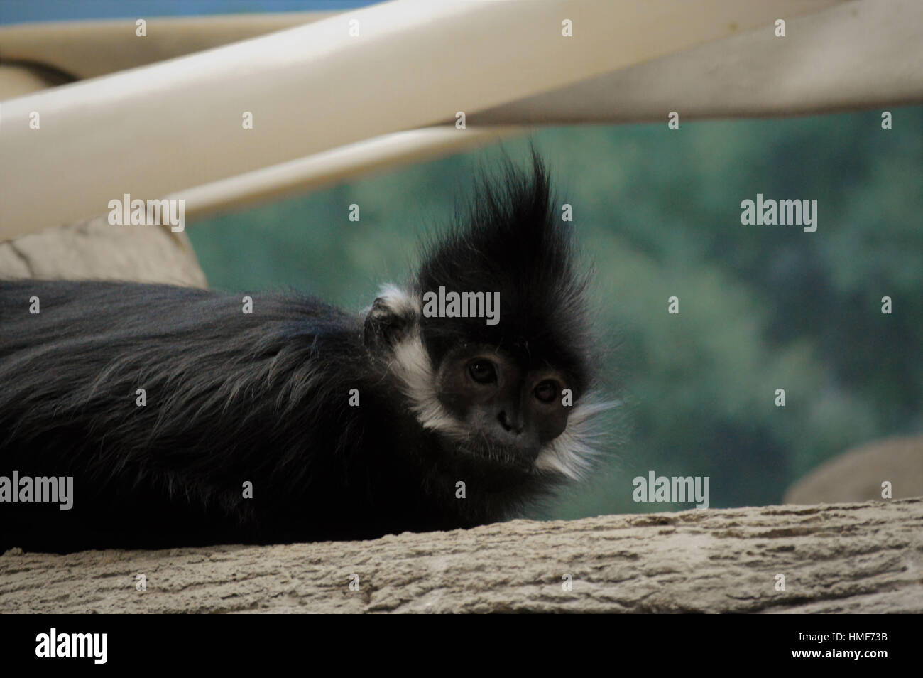 Francois Langur Monkey Stock Photo - Alamy
